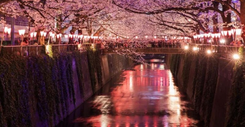 Evening Hanami (Cherry Blossom) Experience With a Local - Highlights of the Experience