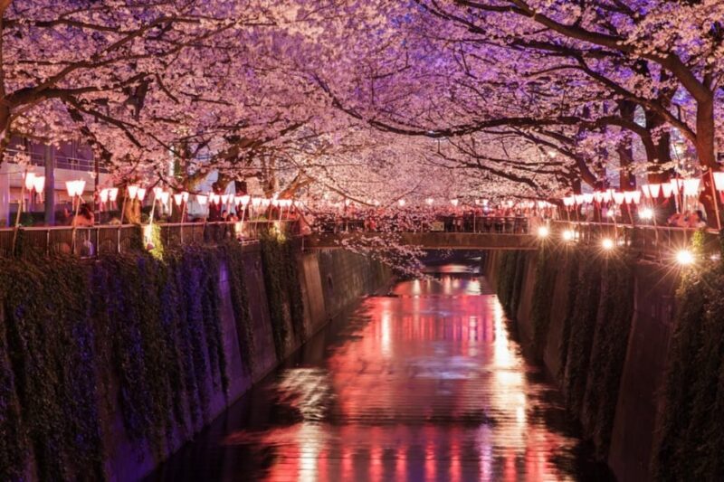 Evening Hanami (Cherry Blossom) Experience With a Local - Indulging in Local Cuisine and Drinks