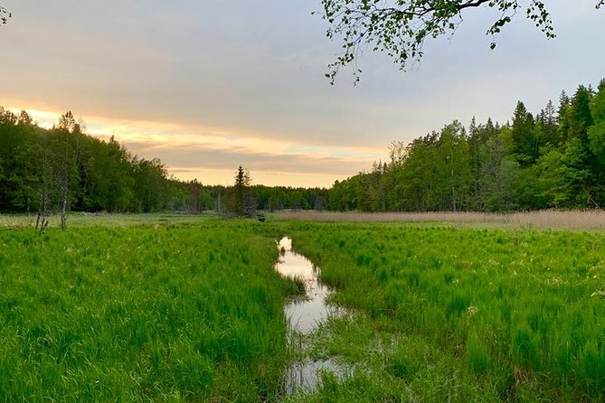 Evening Hike in Tyresta National Park - Tour Overview