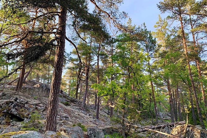 Evening Hike in Tyresta National Park - Customer Feedback and Ratings