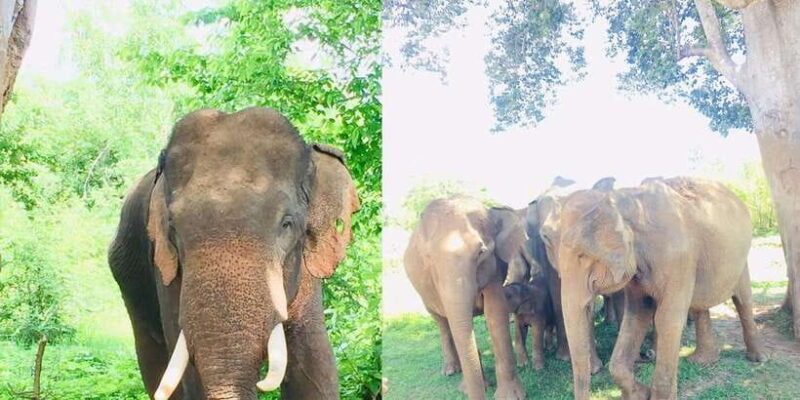 Evening Minneriya National park safari with Pickup and drop - Key Points