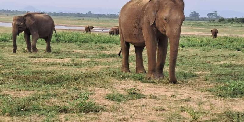 Evening Minneriya National park safari with Pickup and drop - Frequently Asked Questions