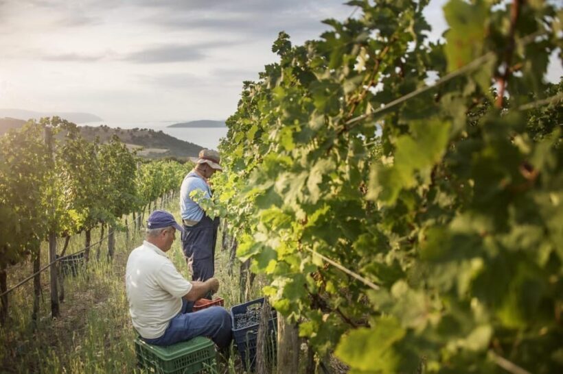 Evening of Wine and Scenic Views in Skiathos - What the Tour Entails: The Journey and Its Setting