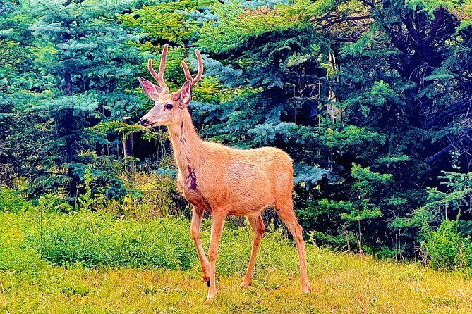 Evening Private Tour Best of Banff Wildlife - Insights from Reviews