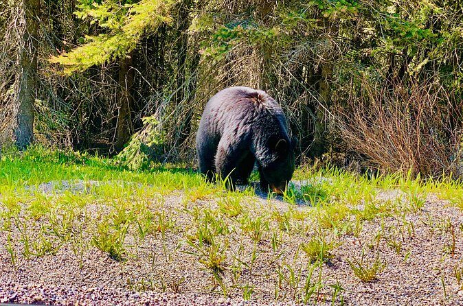 Evening Private Tour Best of Banff Wildlife - FAQ