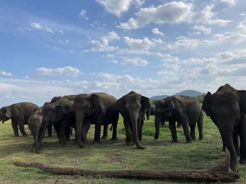 Evening Safari at Minneriya National park with Hotel Pickup - What Makes This Safari Stand Out