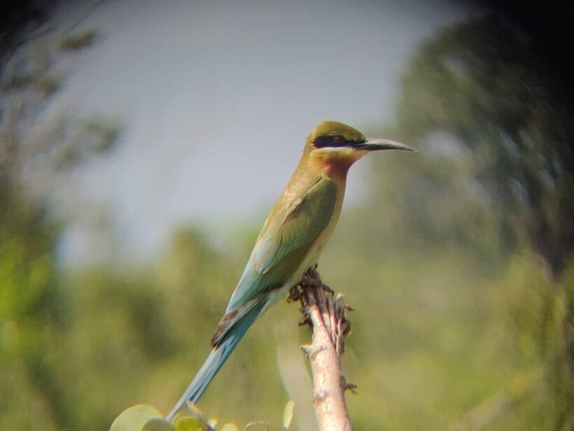 Evening Safari at Minneriya National park with Hotel Pickup - The Sum Up