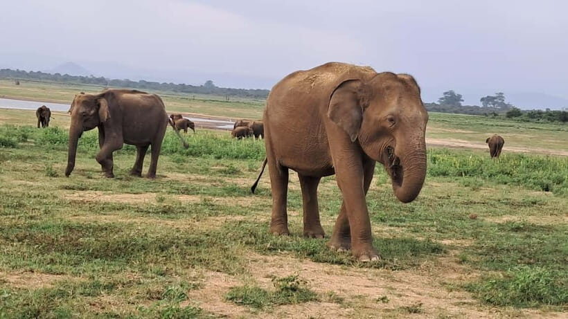 Evening Safari at Minneriya National park with Hotel Pickup - FAQ