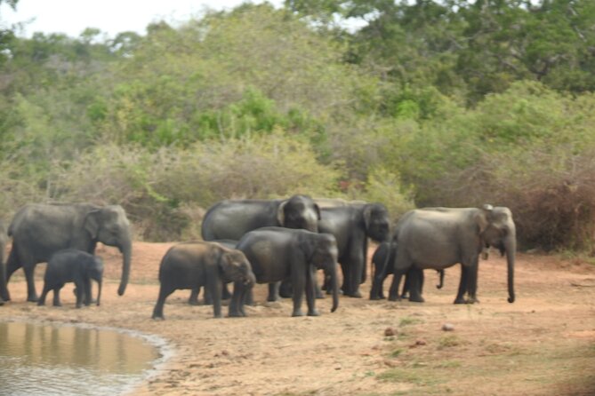 Evening Safari - Yala National Park with Janaka safari - 02.00 pm to 06.30 pm - What to Expect During the Safari