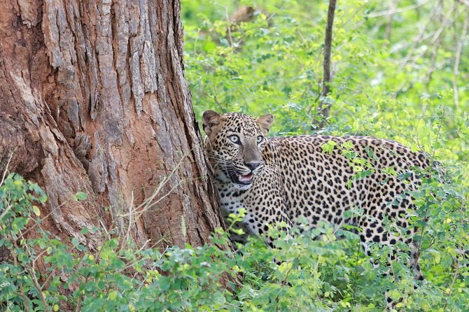 Evening Safari - Yala National Park with Janaka safari - 02.00 pm to 06.30 pm - Why This Tour Offers Great Value