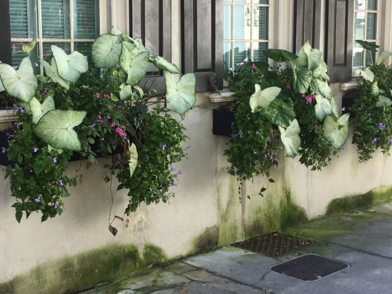 Evening Walking History Tour - What to Expect on the Charleston Evening Walking Tour