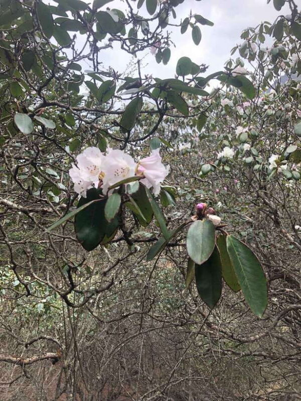 Everest base camp trek 12 days - What’s Included, What’s Not