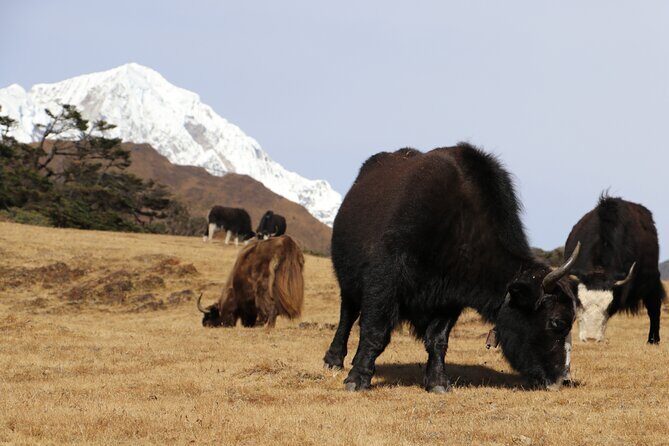 Everest Base Camp Trek 14 Days - Practical Details for Planning Your Trek