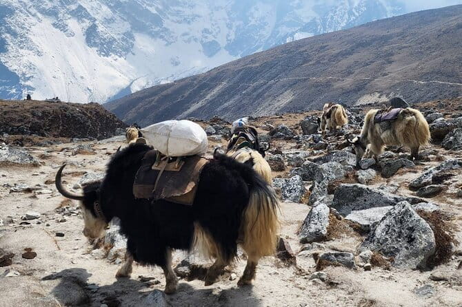 Everest Base Camp Trek from Kathmandu 12 Days - Key Points