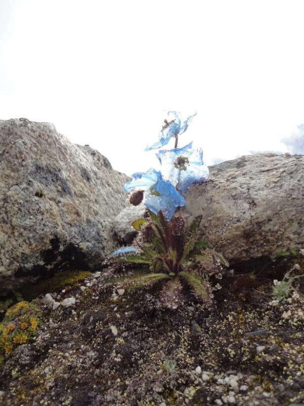 Everest Base Camp Trek from Kathmandu - Scenic 12 Days Trek - A Deep Dive into the Itinerary