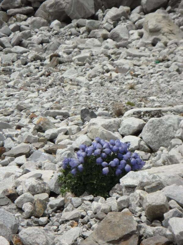 Everest Base Camp Trek from Kathmandu - Scenic 12 Days Trek - Pricing and Value