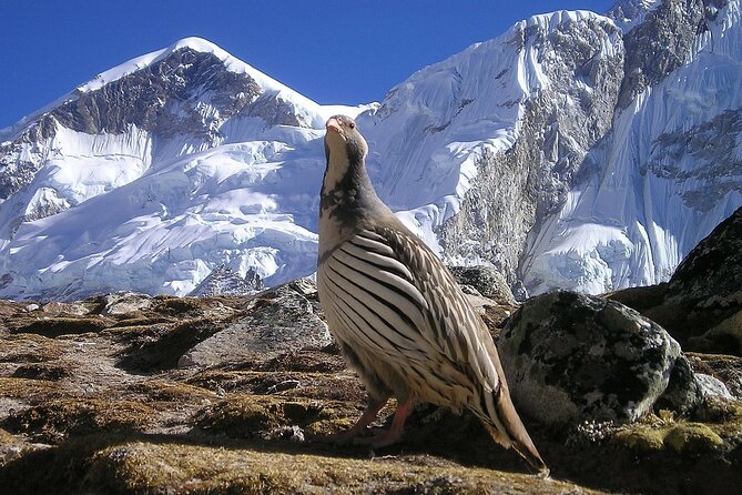 Everest Base Camp Trek with Kathmandu Valley Sightseeing Tour - Support and Accommodation: Comfort in the Wilderness