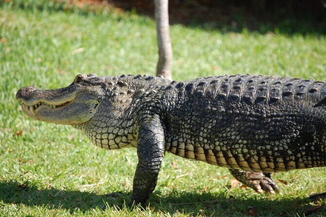 Everglades Admission Ticket with Airboat Ride and Wildlife Show - Key Points