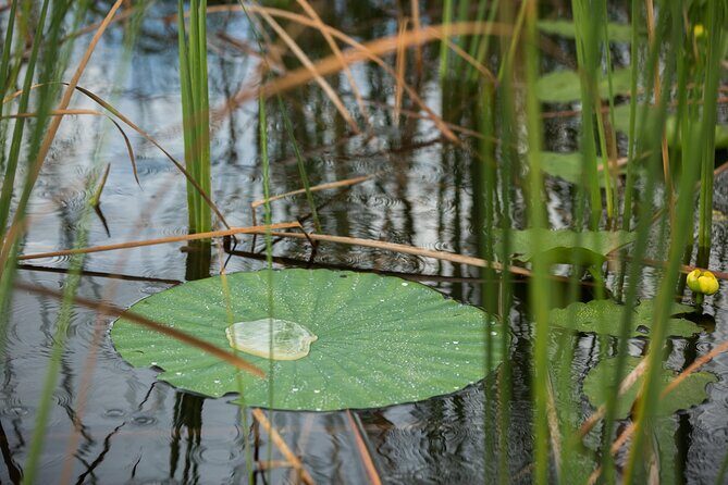 Everglades Admission Ticket with Airboat Ride and Wildlife Show - Is It Worth the Cost?