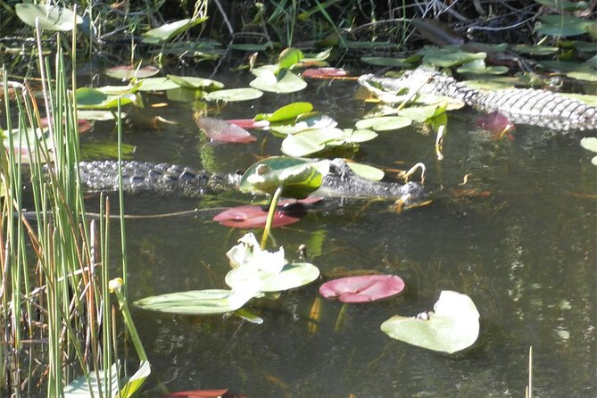 Everglades Airboat Tour From Fort Lauderdale With Transportation - Booking Information and Pricing