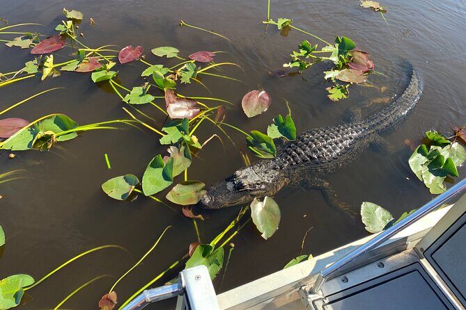 Everglades Airboat, Wildlife Experience and Photo - The Experience’s Pros and Cons