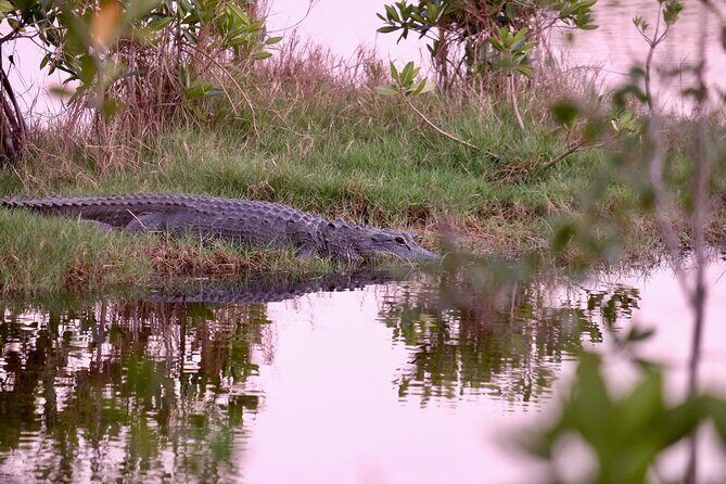 Everglades Airboat, Wildlife Experience and Photo - Summary: Who Is This Tour Best For?