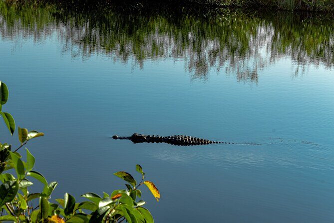 Everglades Airboat, Wildlife Show and free Photo - The Sum Up: Is It Worth It?