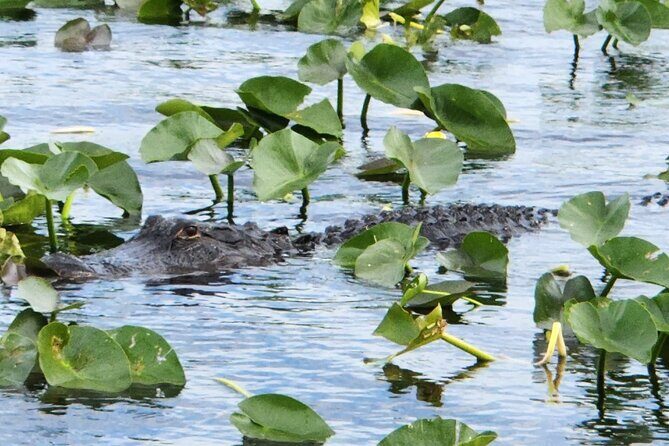Everglades Alligator Airboat Tour with Bus transfer from Miami - Price and Value