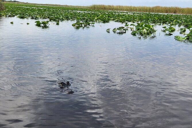 Everglades Alligator Airboat Tour with Bus transfer from Miami - FAQ