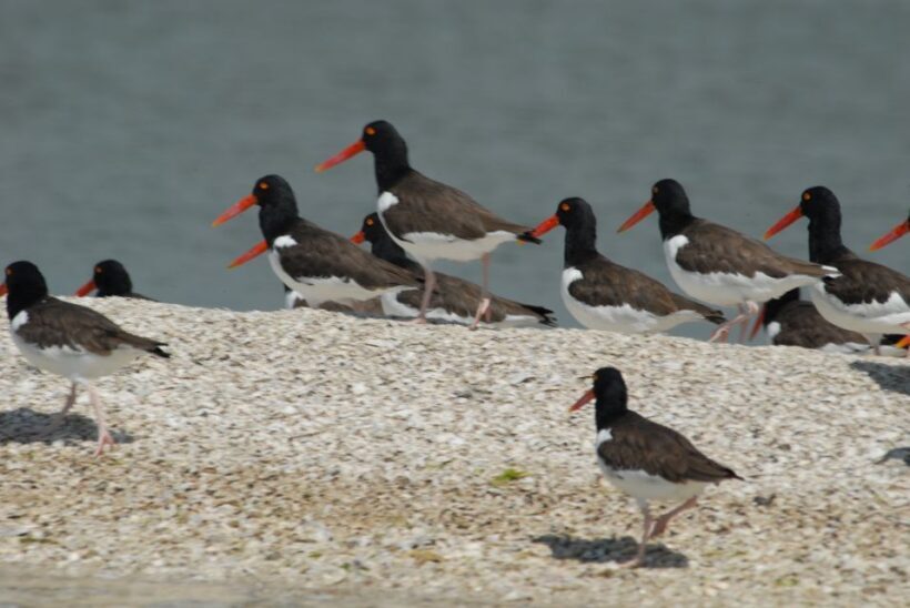 Everglades: Birding, Wildlife, and Photography Expedition - Key Points