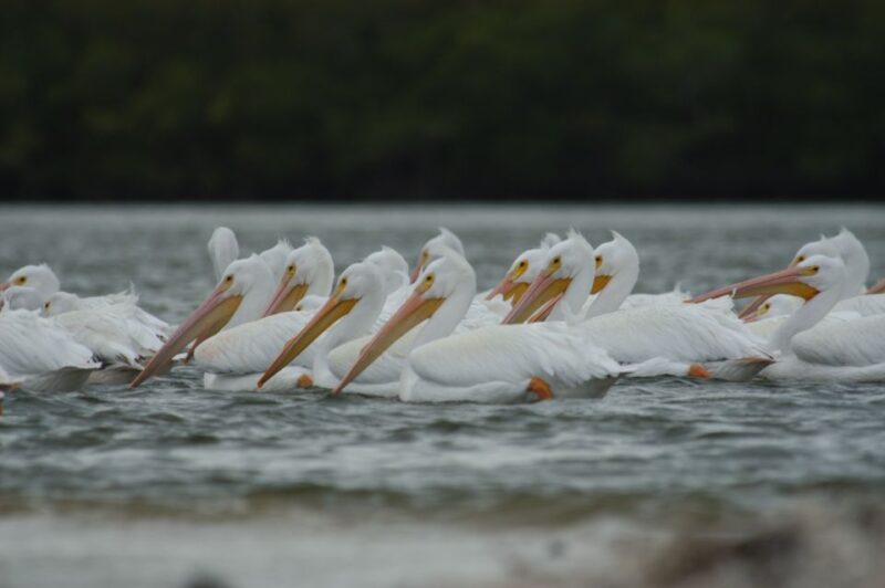 Everglades: Birding, Wildlife, and Photography Expedition - An In-Depth Look at the Tour