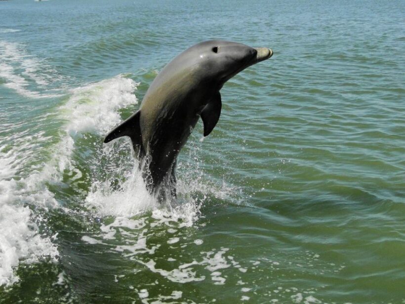 Everglades: Boat Assisted Kayak Eco Tour - Who’s This Tour Best For?