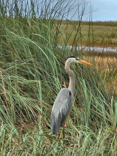 Everglades: boat tour with transportation& entrance included - The Sum Up