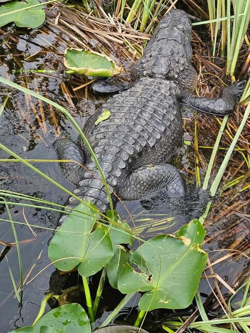 Everglades: boat tour with transportation& entrance included - FAQ