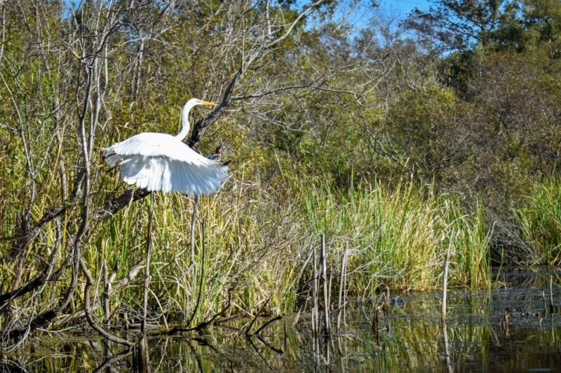 Everglades City: Guided Kayaking Tour of the Wetlands - An Introduction to the Everglades Guided Kayaking Tour