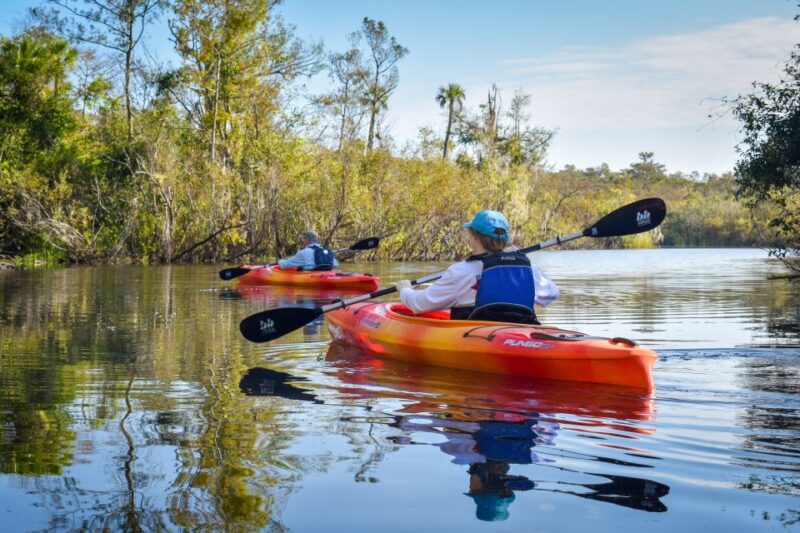 Everglades City: Guided Kayaking Tour of the Wetlands - What You Can Expect from the Tour