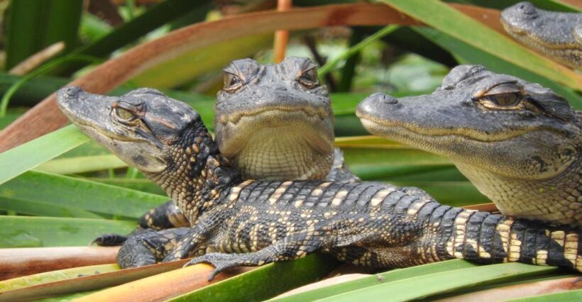 Everglades Day Safari from Fort Lauderdale - Introduction: What This Tour Offers