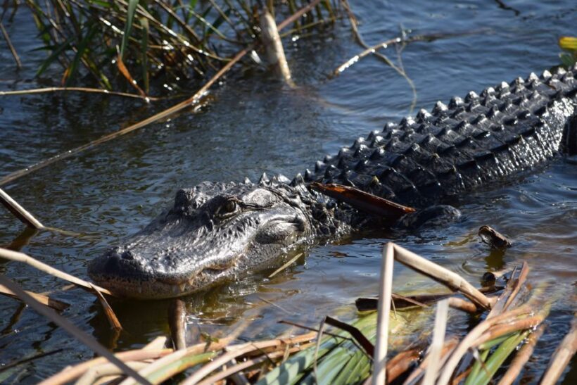 Everglades Day Safari from Fort Lauderdale - What Travelers Say