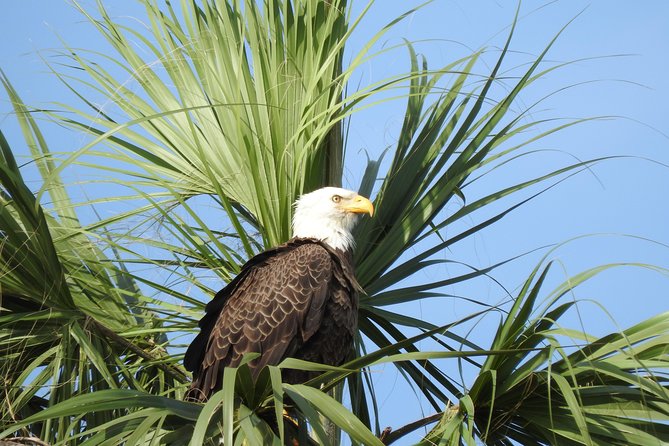 Everglades Day Safari from Fort Myers/Naples Area - FAQ