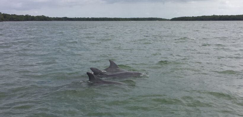 Everglades Day Safari from Sanibel, Fort Myers & Naples - The Itinerary — Breaking Down the Day