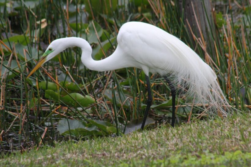Everglades Day Safari from Sanibel, Fort Myers & Naples - Real Traveler Experiences
