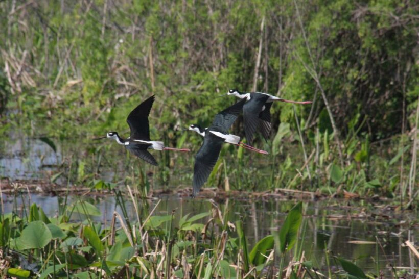 Everglades Day Safari from Sanibel, Fort Myers & Naples - The Sum Up — Who Will Love the Everglades Day Safari?