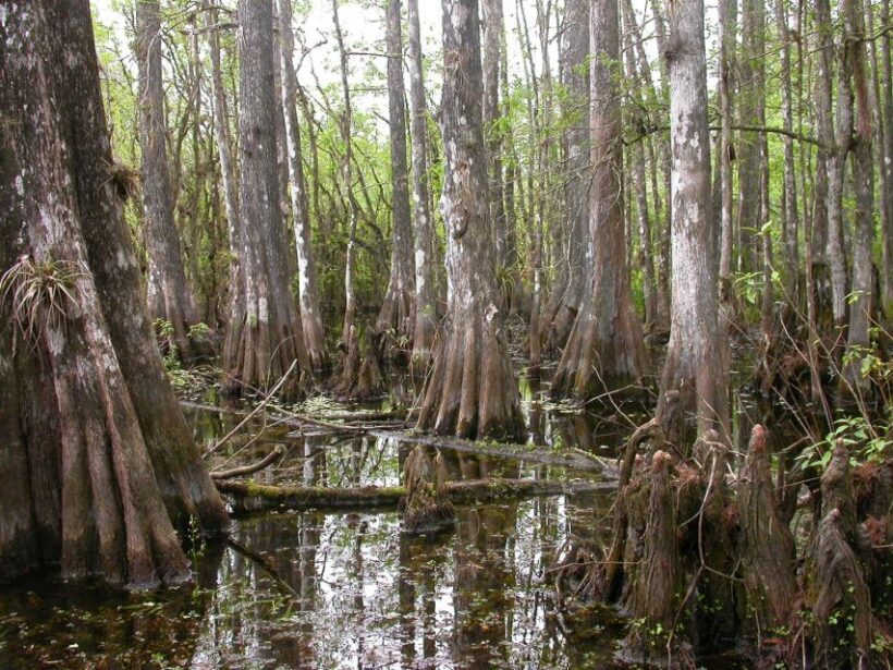 Everglades Day Safari from Sanibel, Fort Myers & Naples - FAQ
