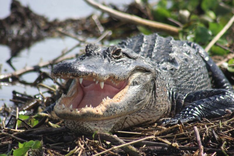Everglades Day Safari from Sanibel, Fort Myers & Naples - The Sum Up
