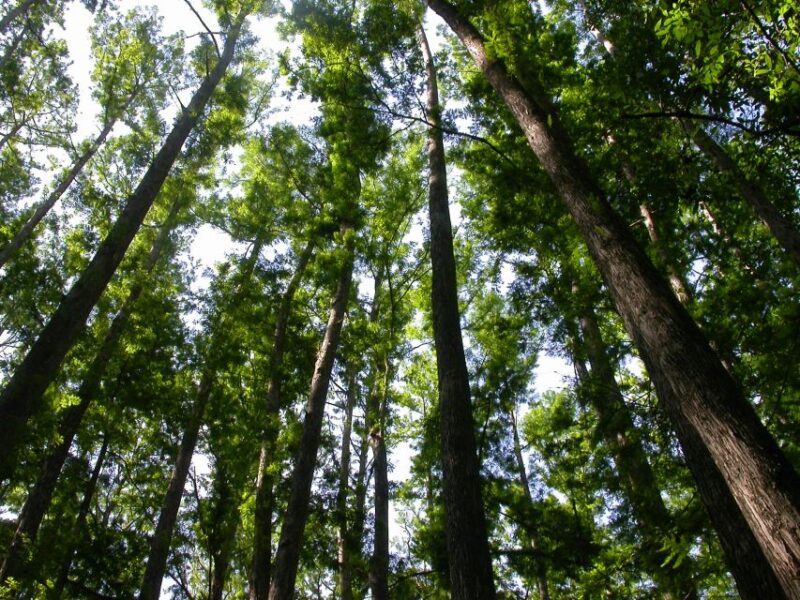 Everglades Day Safari from Sanibel, Fort Myers & Naples - FAQ