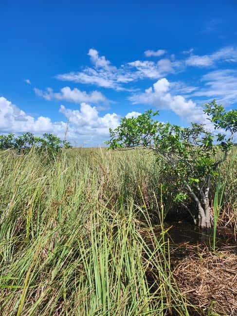 Everglades Eco Airboat Tour small group & top transportation - Practical Details & Tips for Travelers
