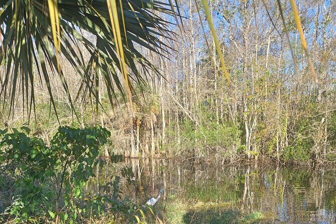 Everglades Eco Airboat Tour with Private Luxury Transportation - What We Loved About This Tour