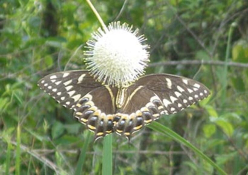 Everglades: Everglades Alligators and Orchids Kayak Eco Tour - Who This Tour Suits Best