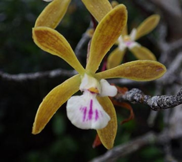 Everglades: Everglades Alligators and Orchids Kayak Eco Tour - What to Expect on the Water