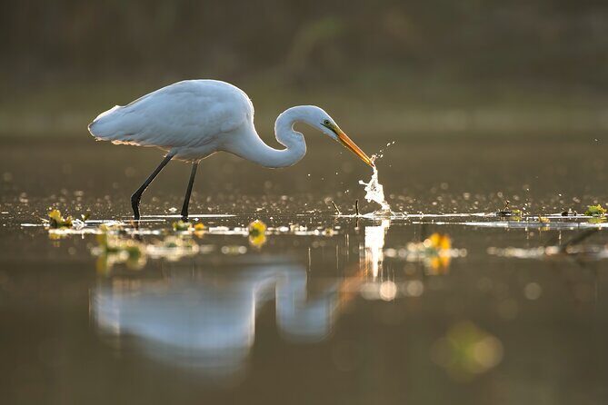 Everglades Explorer - Noosa Everglades Tour - A Full Breakdown of the Tour Experience